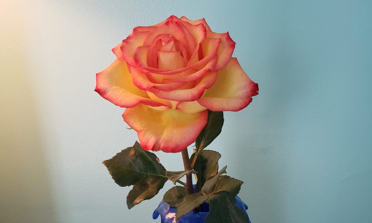 Utena? – Emilybook